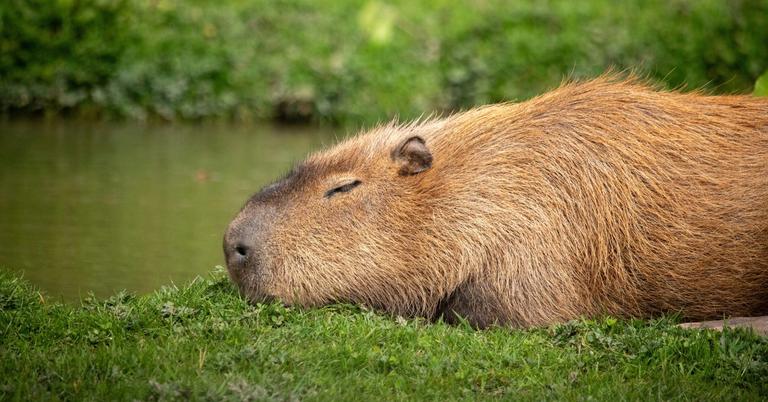 Do South American Native Capybaras Make Good Pets?