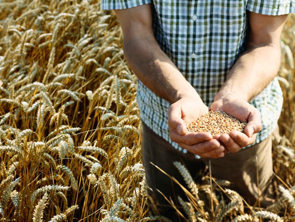 What Is Crop Rotation, and What Are Its Advantages?