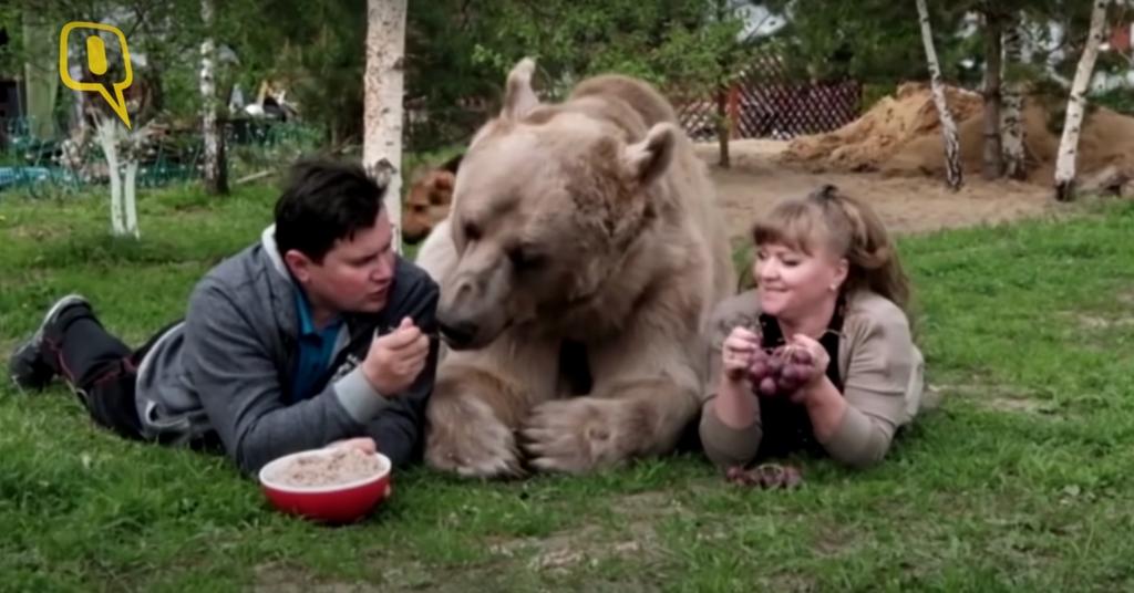 Can Bears Be Domesticated?