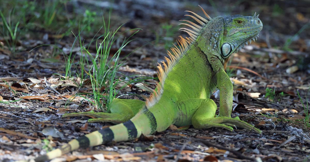 Why Do Iguanas Fall Out of Trees? The Seasonal Phenomenon