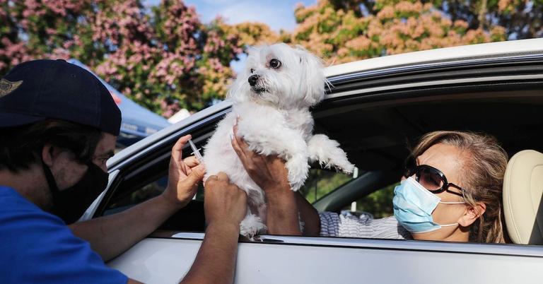 Dog Flu Outbreak: Symptoms of Canine Influenza, Vaccine Side Effects ...