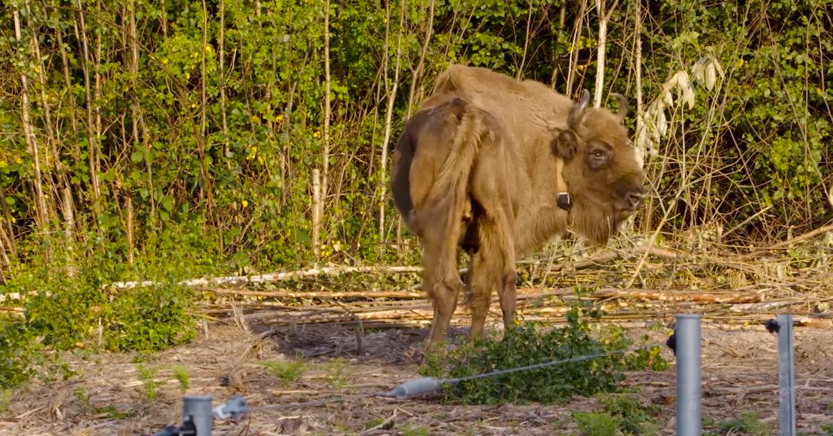 Wild Bison Introduced in Kent, U.K. to Wild Land Used for Timber