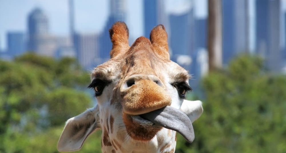 What Color Is a Giraffe's Tongue? Why They Have Unique Features