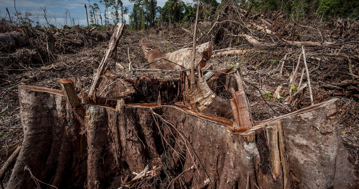 How Does Palm Oil Lead to Deforestation? What You Should Know