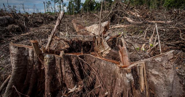 How Does Palm Oil Lead to Deforestation? What You Should Know