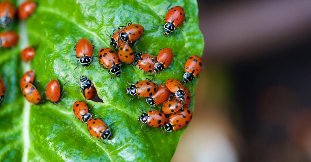 Why Are There so Many Ladybugs? Let's Investigate