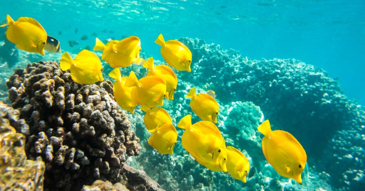 What Is an Endemic Species?