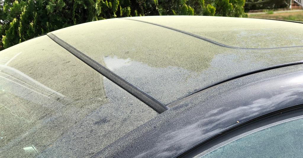 What Is the White Dust Falling From the Sky in Maryland, Virginia, and ...