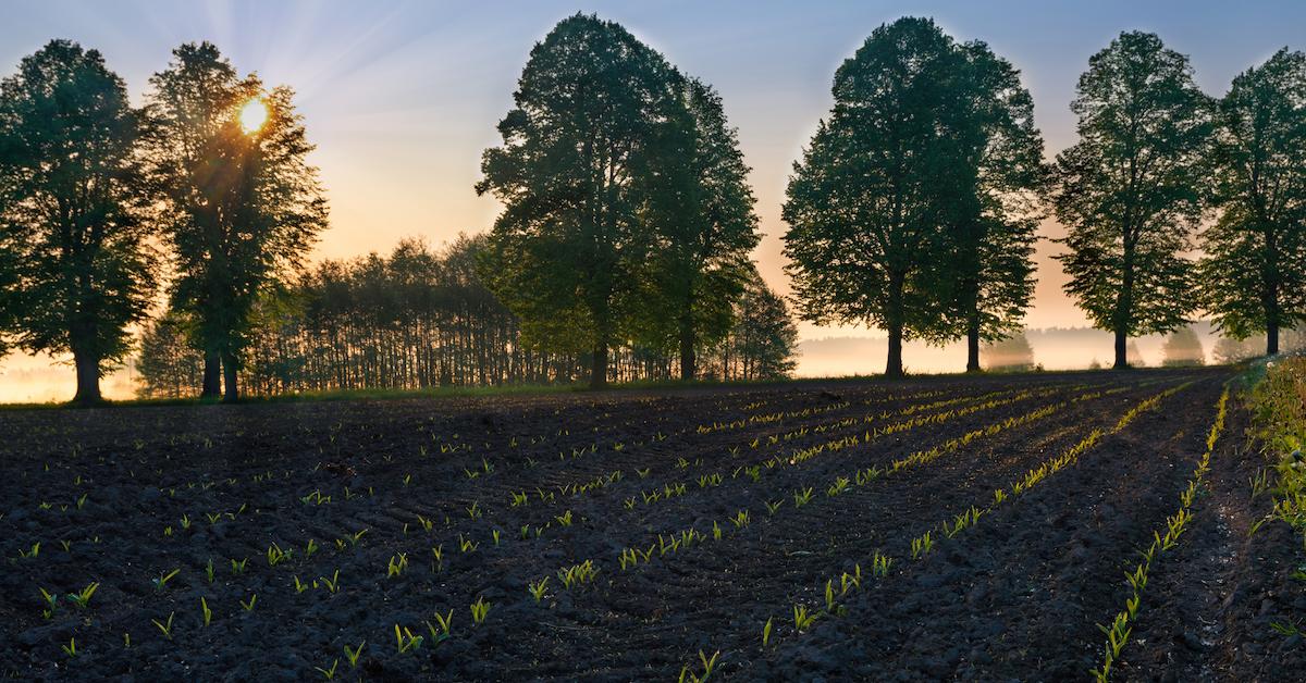 What Are Carbon Offsets? Are They Worth It?