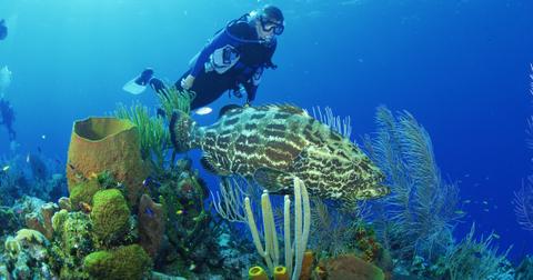 How Overfishing Affects Biodiversity, And Our Planet As a Whole