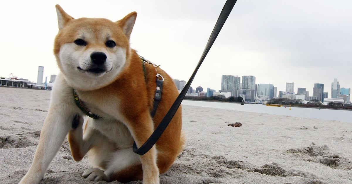 How to Remove Ticks From Your Dog Safely and Efficiently