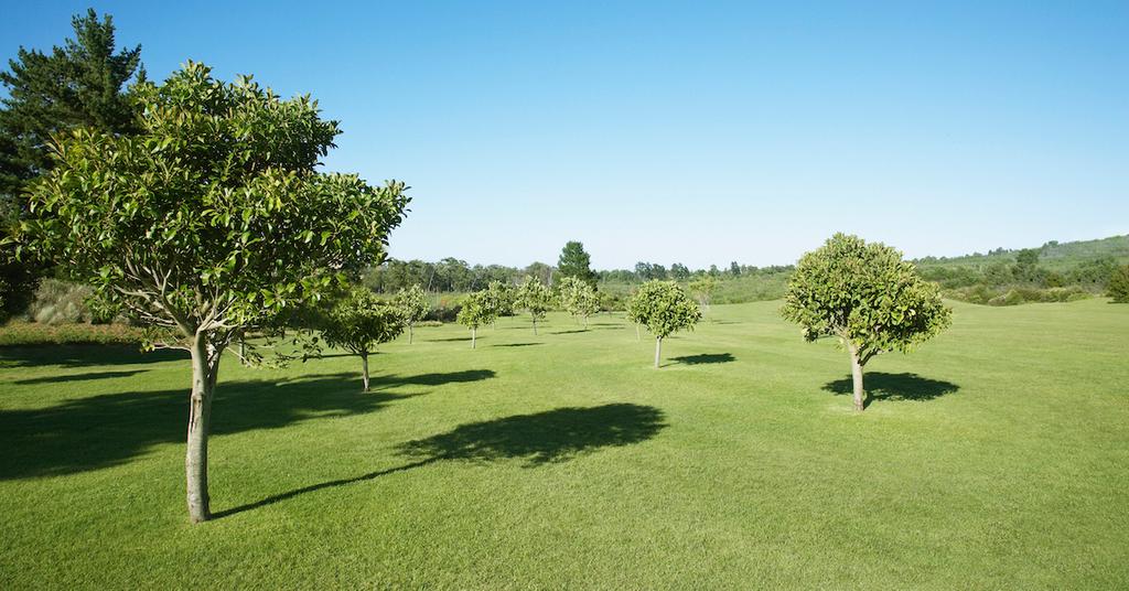 Phantom Forests: Everything You Need to Know