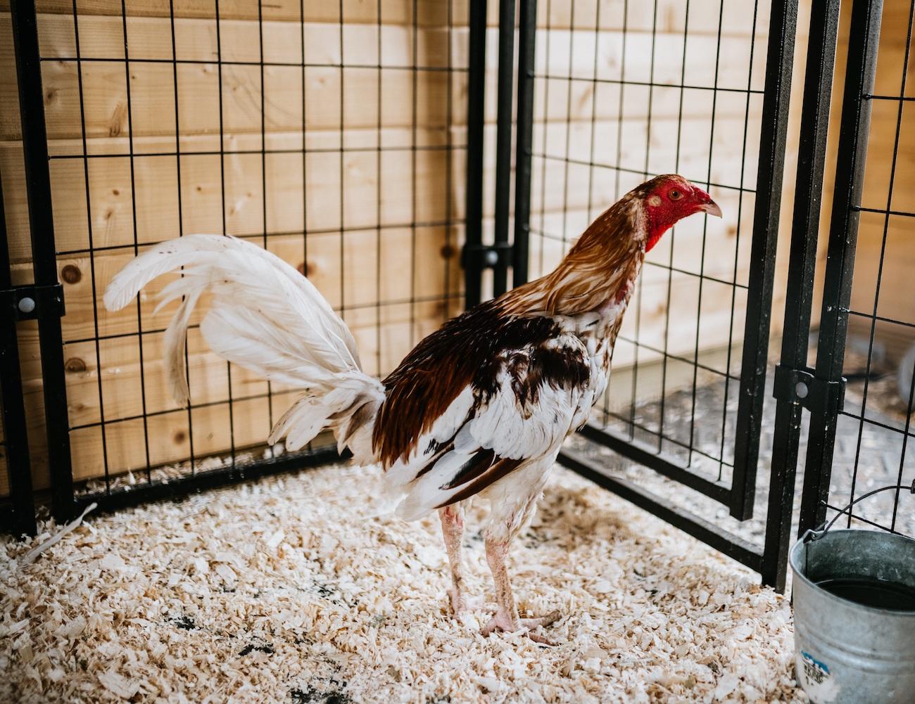 Animal Planet’s ‘Saved by the Barn’ Documents Farmed Animal Sanctuary