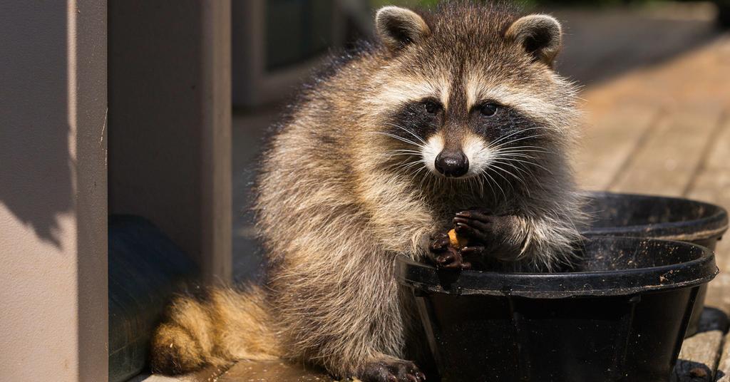 What Do Raccoons Eat? Keep Your Trash Lids Closed Around Raccoons