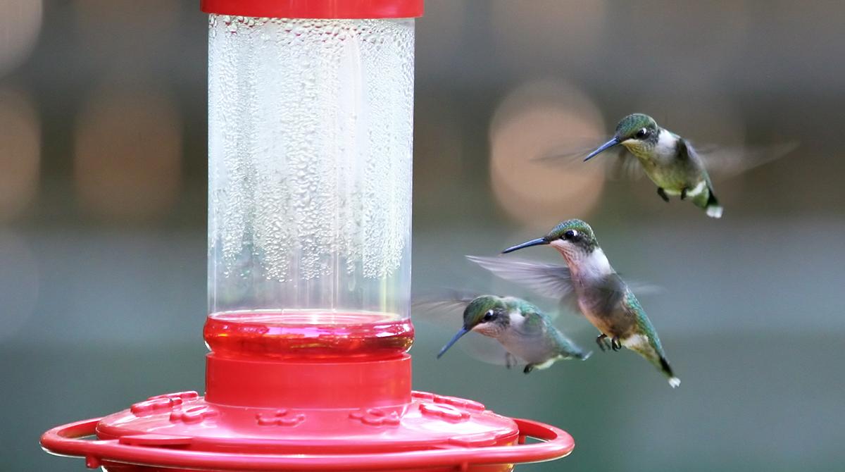 DIY Hummingbird Nectar Recipe — With Just Two Ingredients