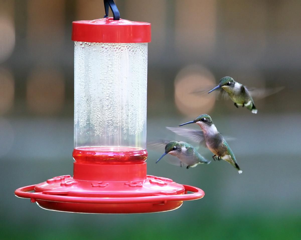 DIY Hummingbird Nectar Recipe