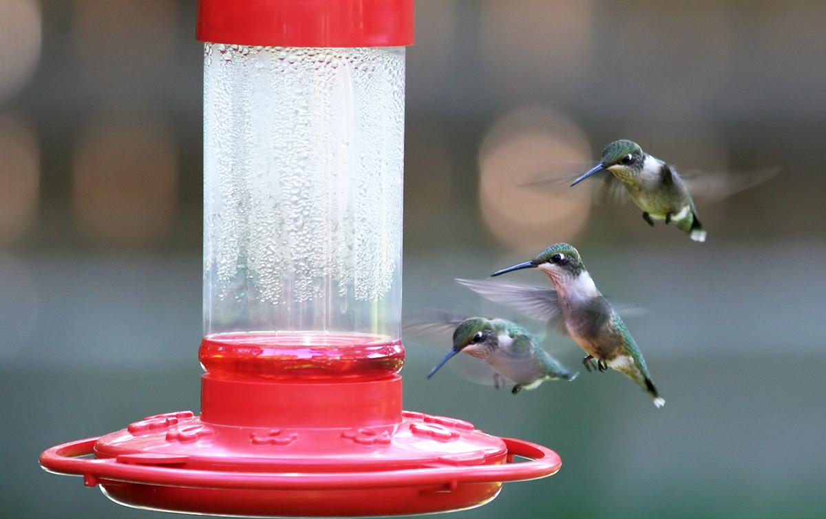 DIY Hummingbird Nectar Recipe — With Just Two Ingredients
