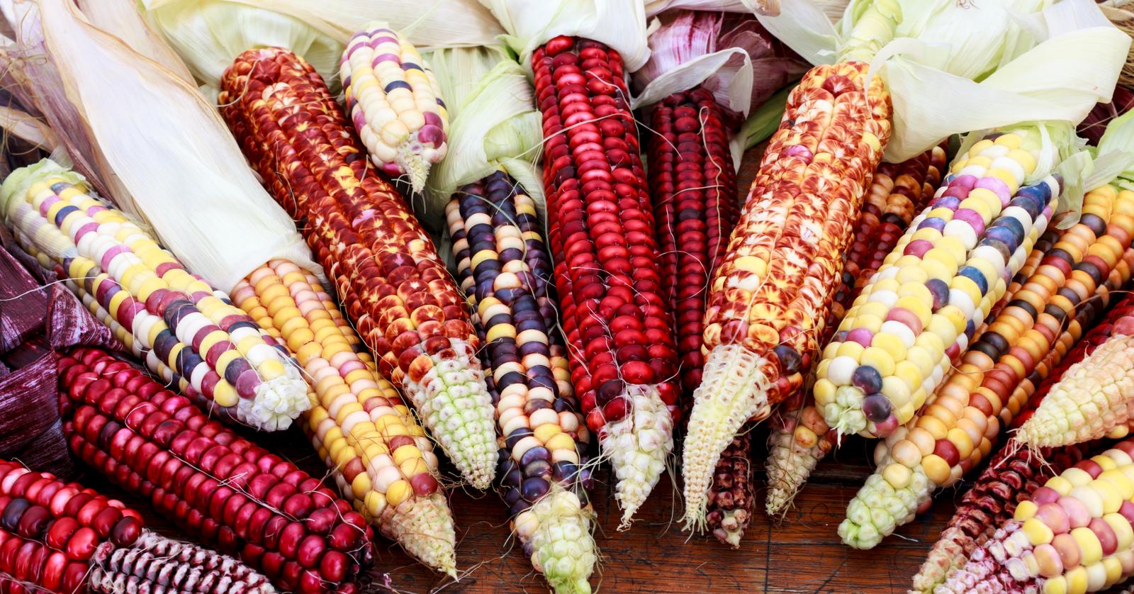 Native Corn Is Now Protected Under Mexico’s Law
