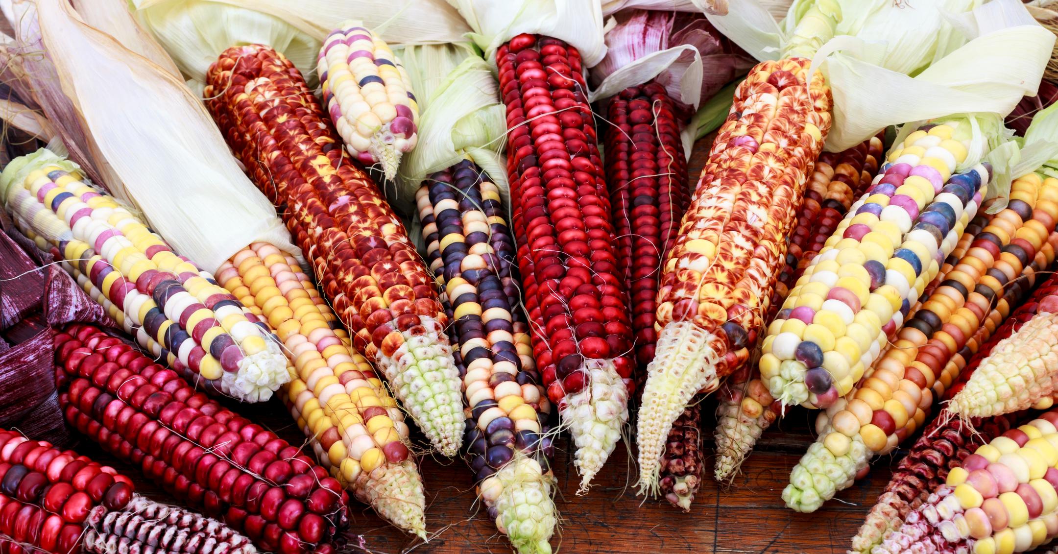 Native Corn Is Now Protected Under Mexico’s Law