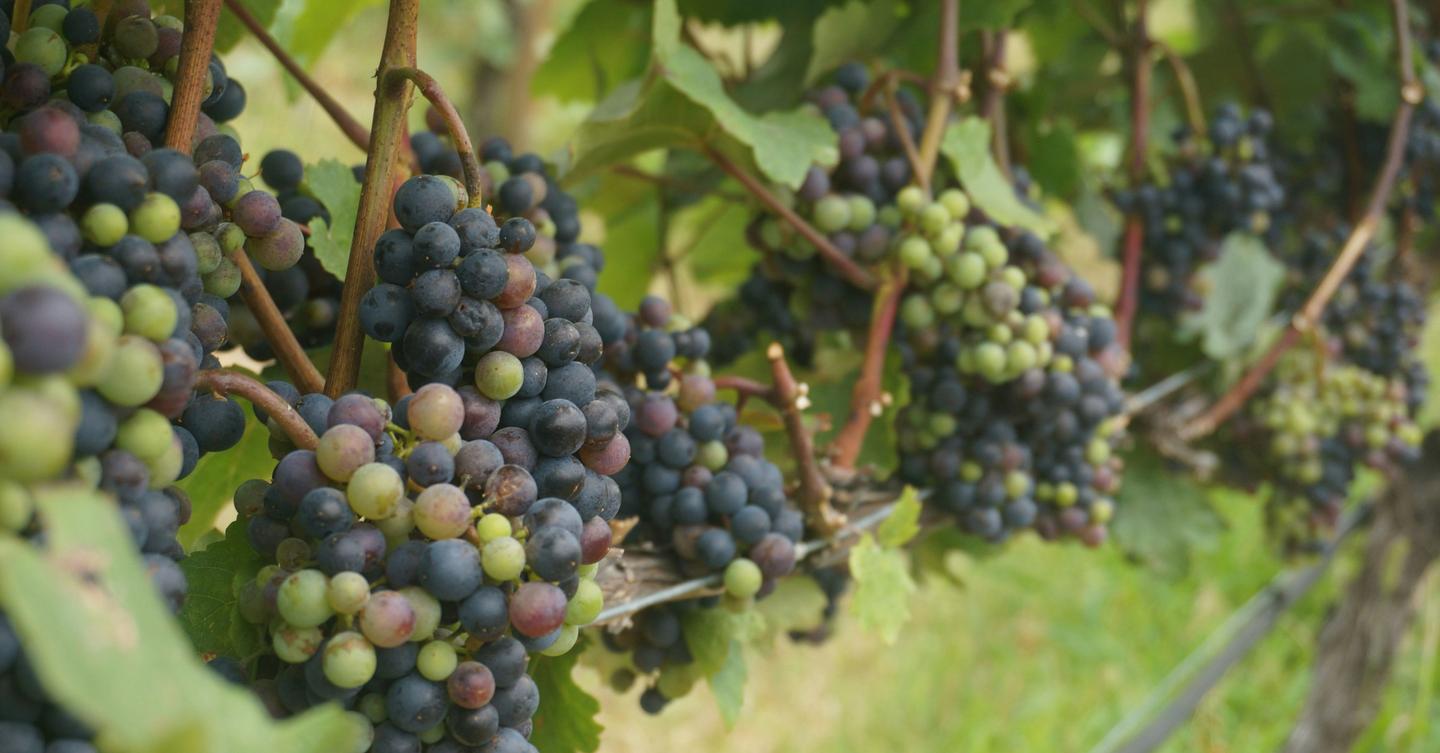 All About the 12 Grapes New Year’s Tradition