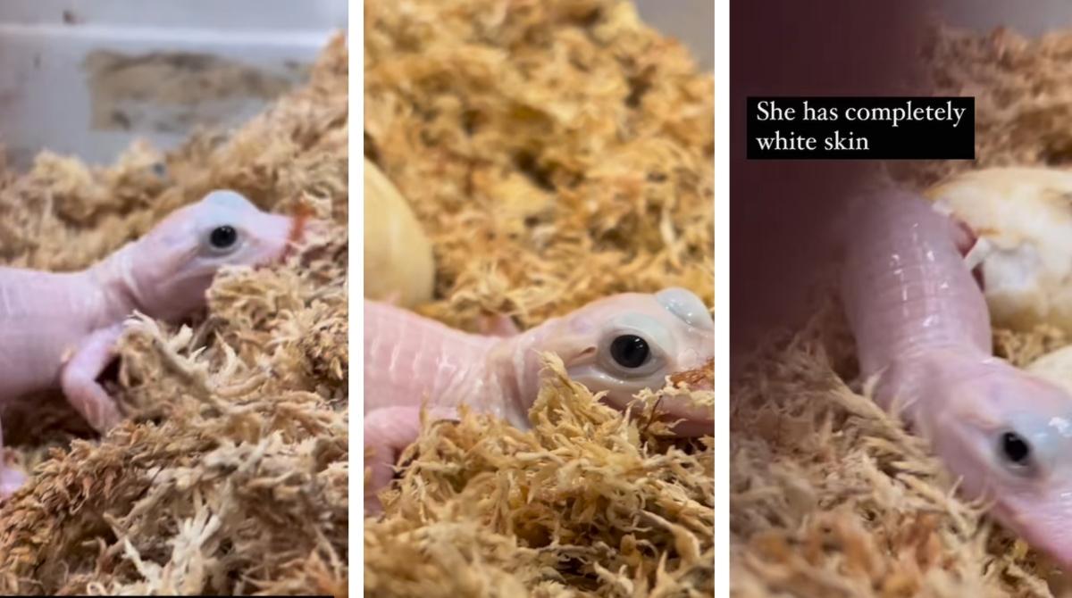 Super-Rare Leucistic Alligator Born at Florida's Gatorland