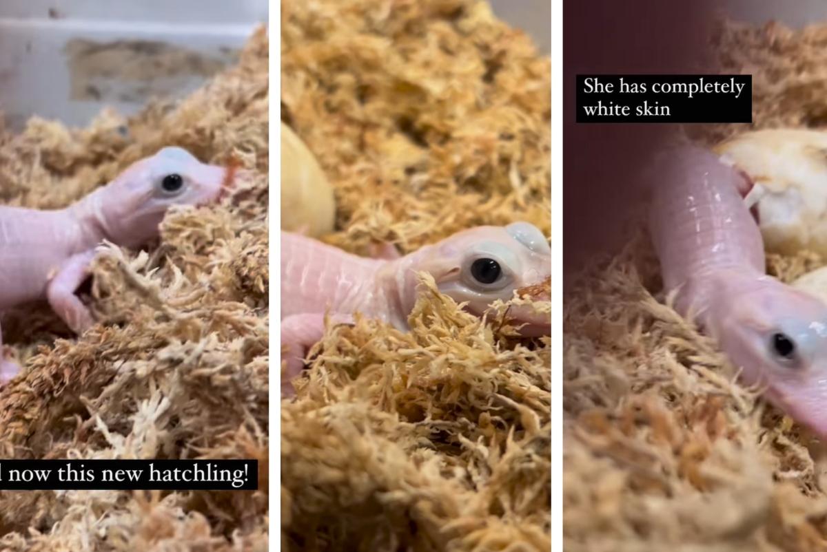 Super-Rare Leucistic Alligator Born at Florida's Gatorland
