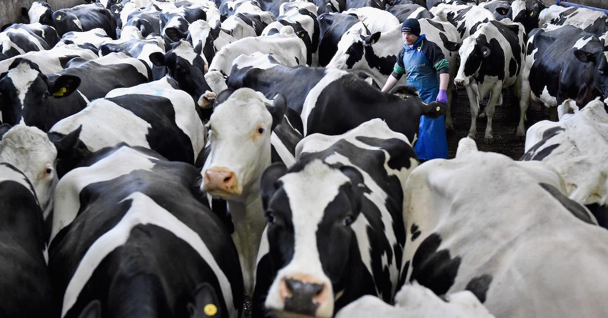 Chinese Super Cows Born Via Cloning to Produce Extra Dairy Milk