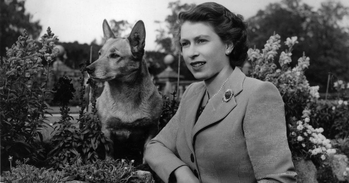 After Her Passing, What Will Happen to Queen Elizabeth’s Iconic Corgis?