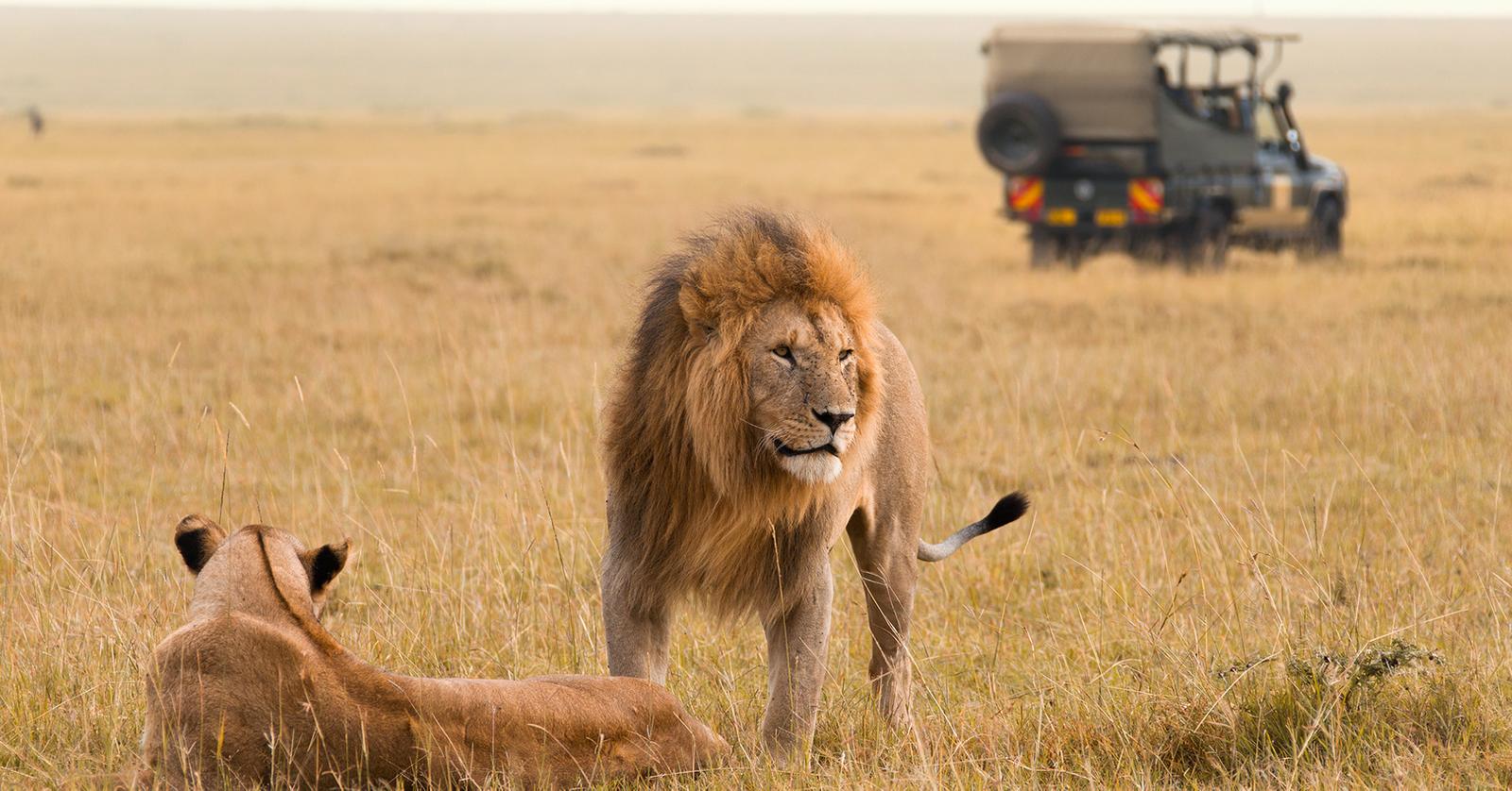 6 Ways To Be Good To Wildlife When You Travel