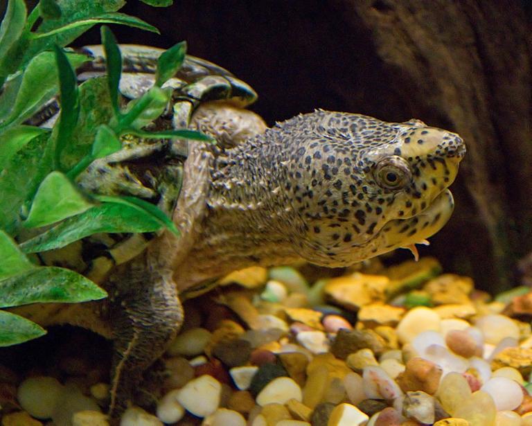 It's World Turtle Day — Here Are 10 Weird Turtles