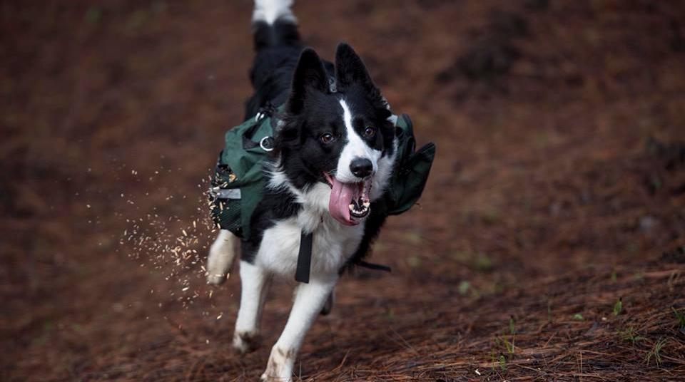 Three Dogs Are Helping Rebuild Chilean Forests Devasted by Fire