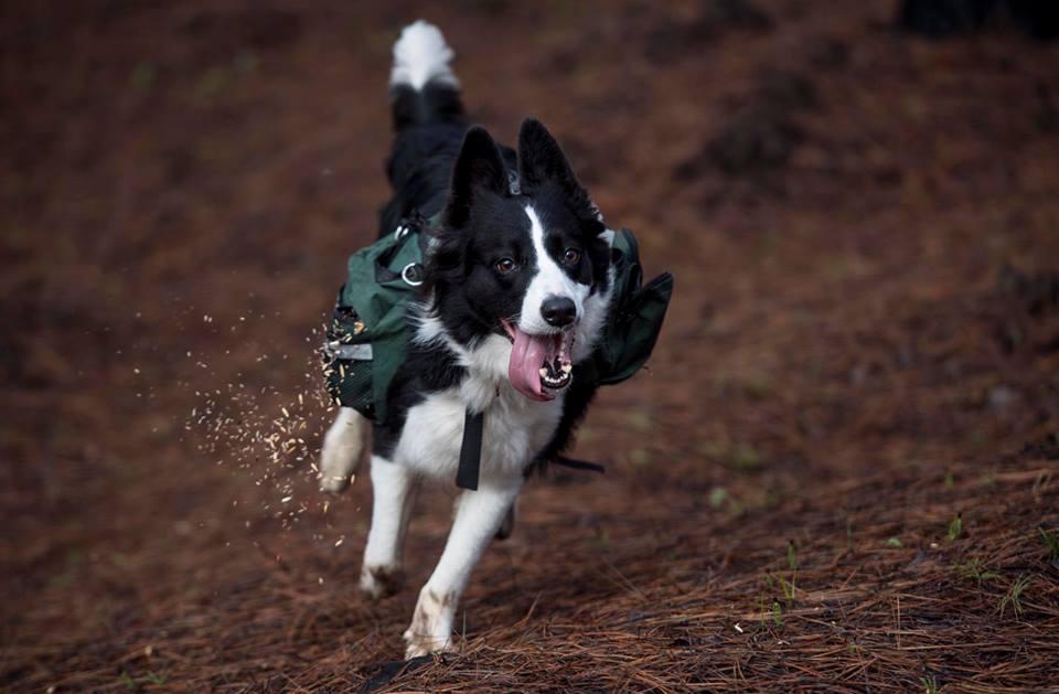 Three Dogs Are Helping Rebuild Chilean Forests Devasted by Fire