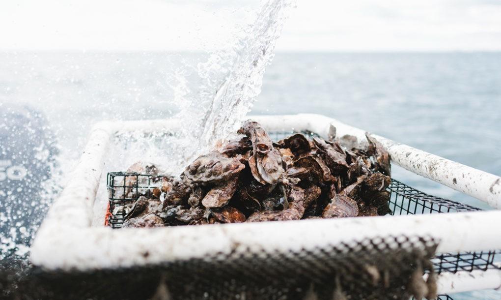 Floating Farms Can Help Regenerate the World's Oceans