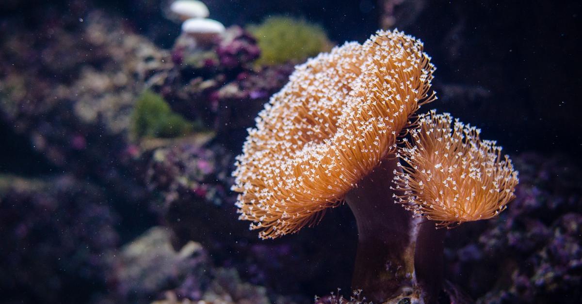 'Sun Shield' Creates Biodegradable Shade For Great Barrier Reef