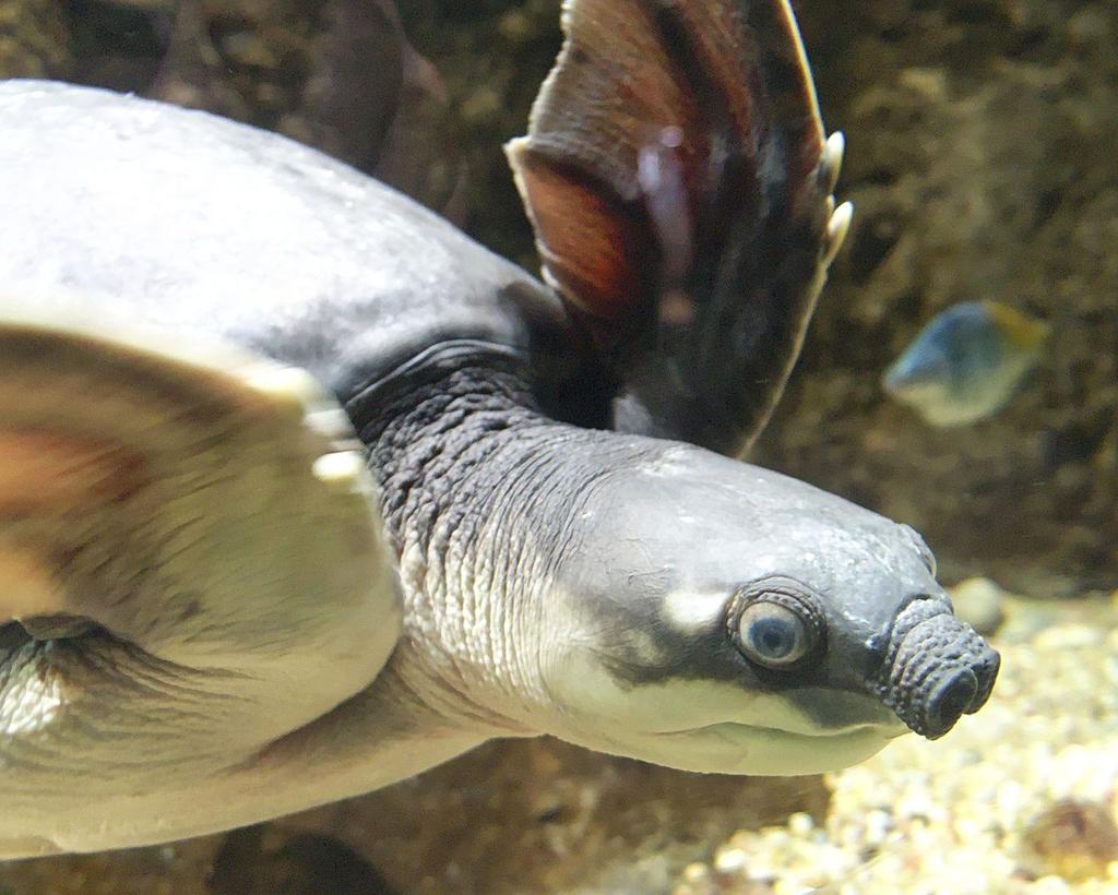 It's World Turtle Day — Here Are 10 Weird Turtles