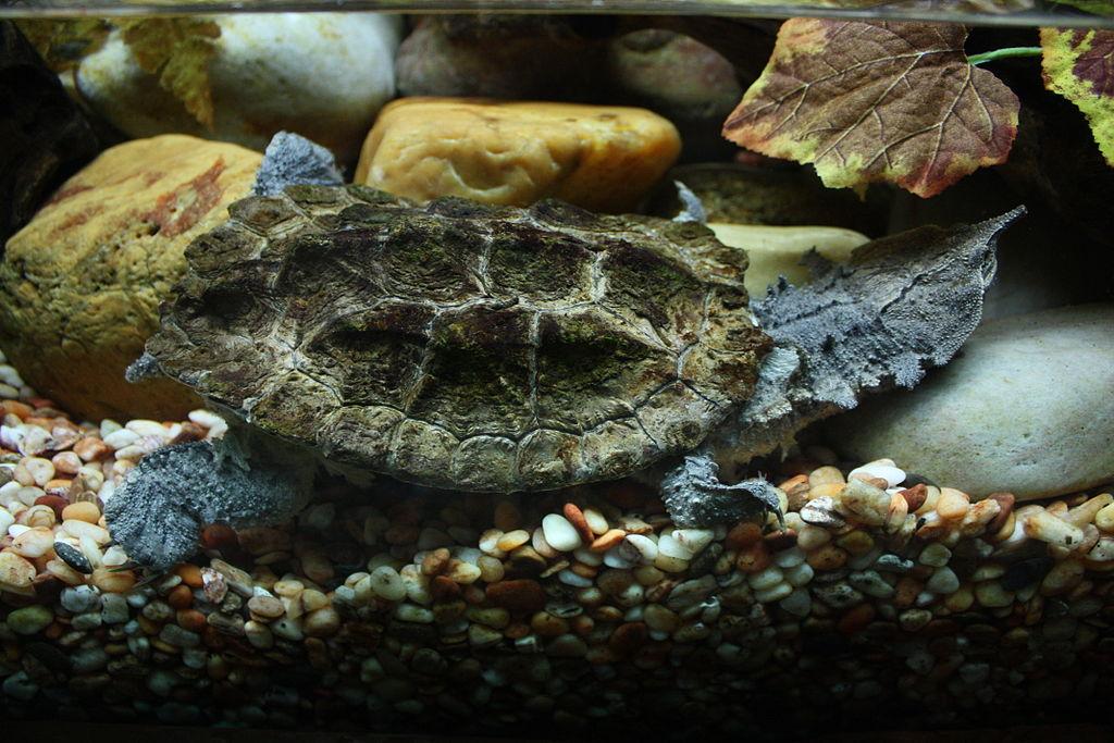 It's World Turtle Day — Here Are 10 Weird Turtles