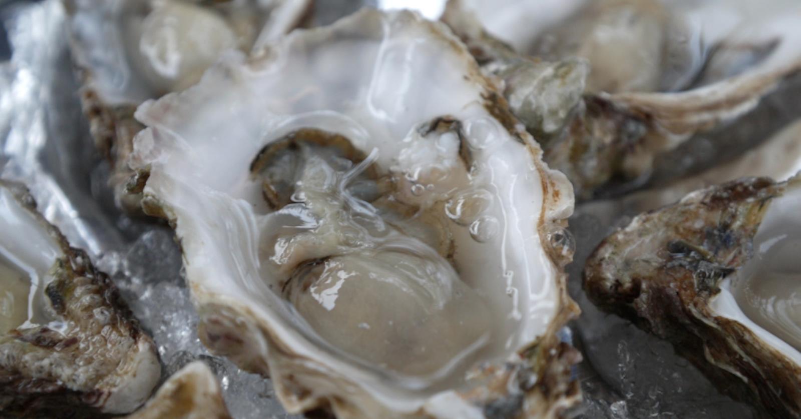 Recycled Oyster Shells Make Eco-Friendly Ingredient For Cement