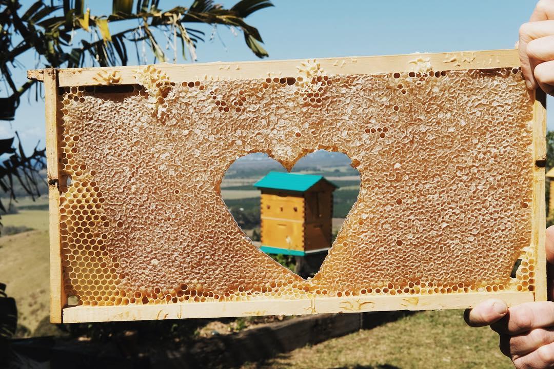 Flow Hive Is a New Beehive That Makes It Easy To Start an Apiary