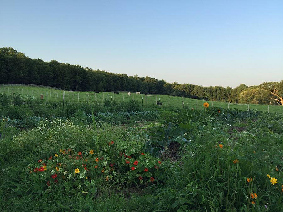 Organic Farm In New York State Donates 10 Tons Of Food To The Hungry