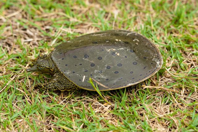 It's World Turtle Day — Here Are 10 Weird Turtles
