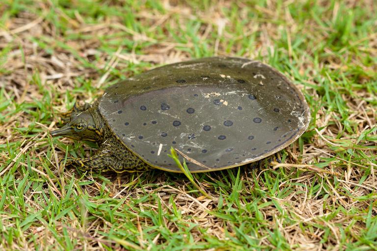 It's World Turtle Day — Here Are 10 Weird Turtles
