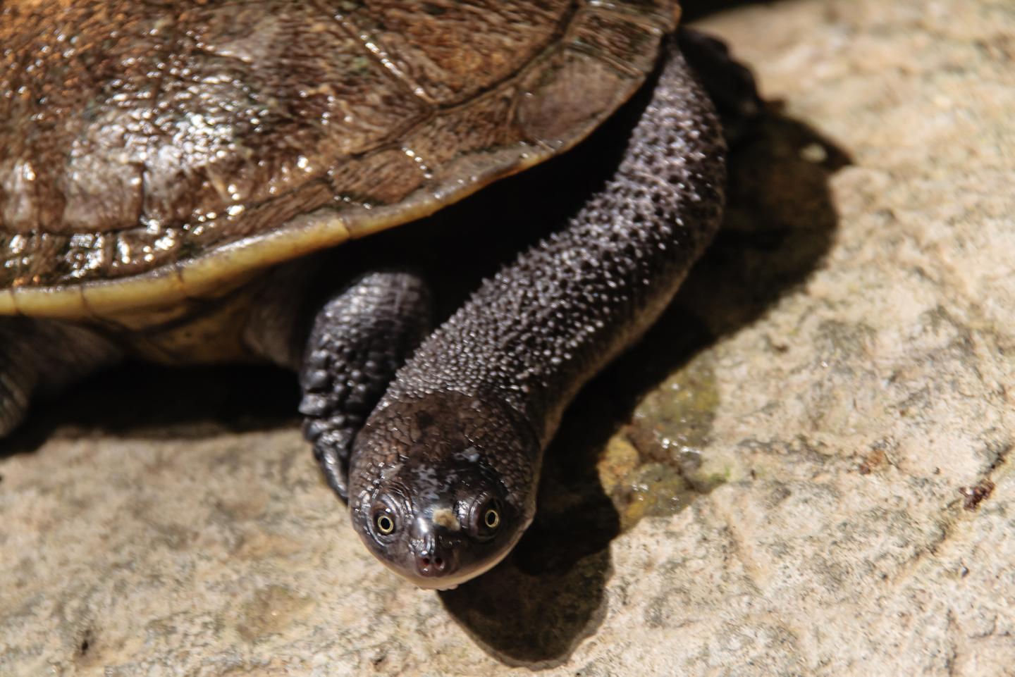 It's World Turtle Day — Here Are 10 Weird Turtles
