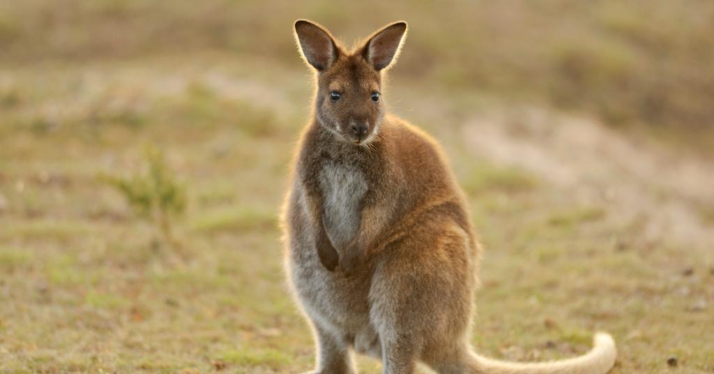 These Animals Cannot Physically Walk Backwards
