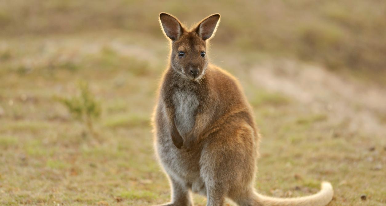 These Animals Cannot Physically Walk Backwards