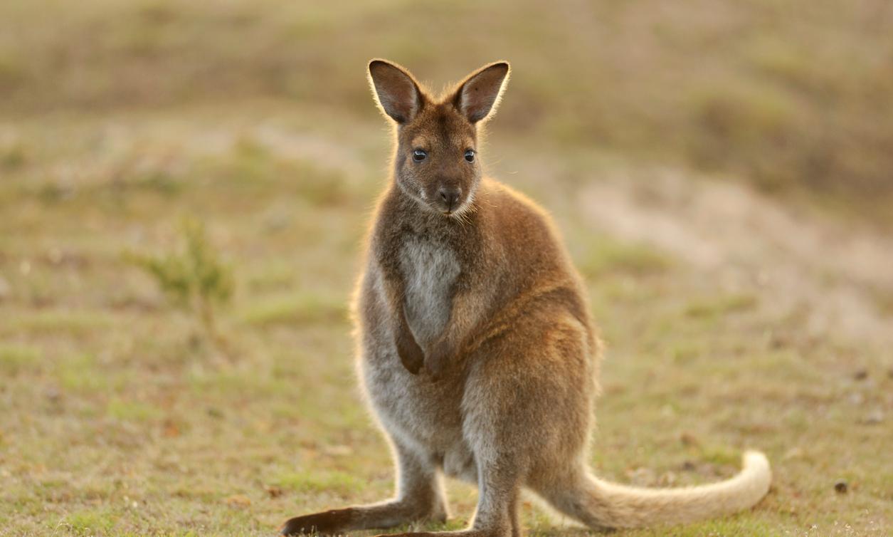 These Animals Cannot Physically Walk Backwards