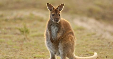 These Animals Cannot Physically Walk Backwards