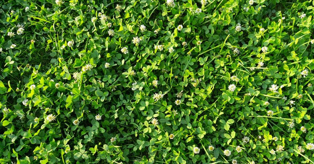Clover Lawn Benefits: Beautiful, Eco-Friendly, and Easy