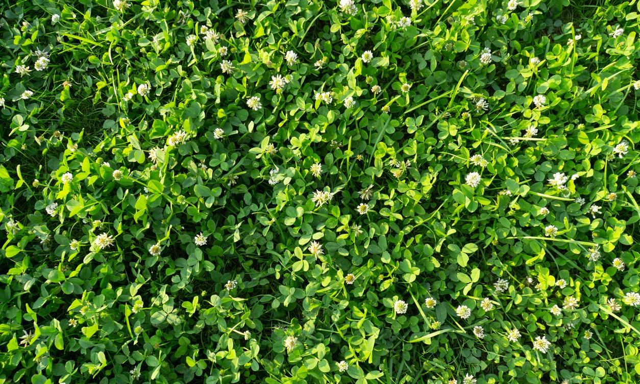 Clover Lawn Benefits: Beautiful, Eco-Friendly, and Easy