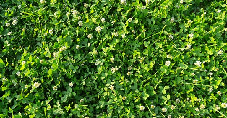 Clover Lawn Benefits: Beautiful, Eco-Friendly, and Easy