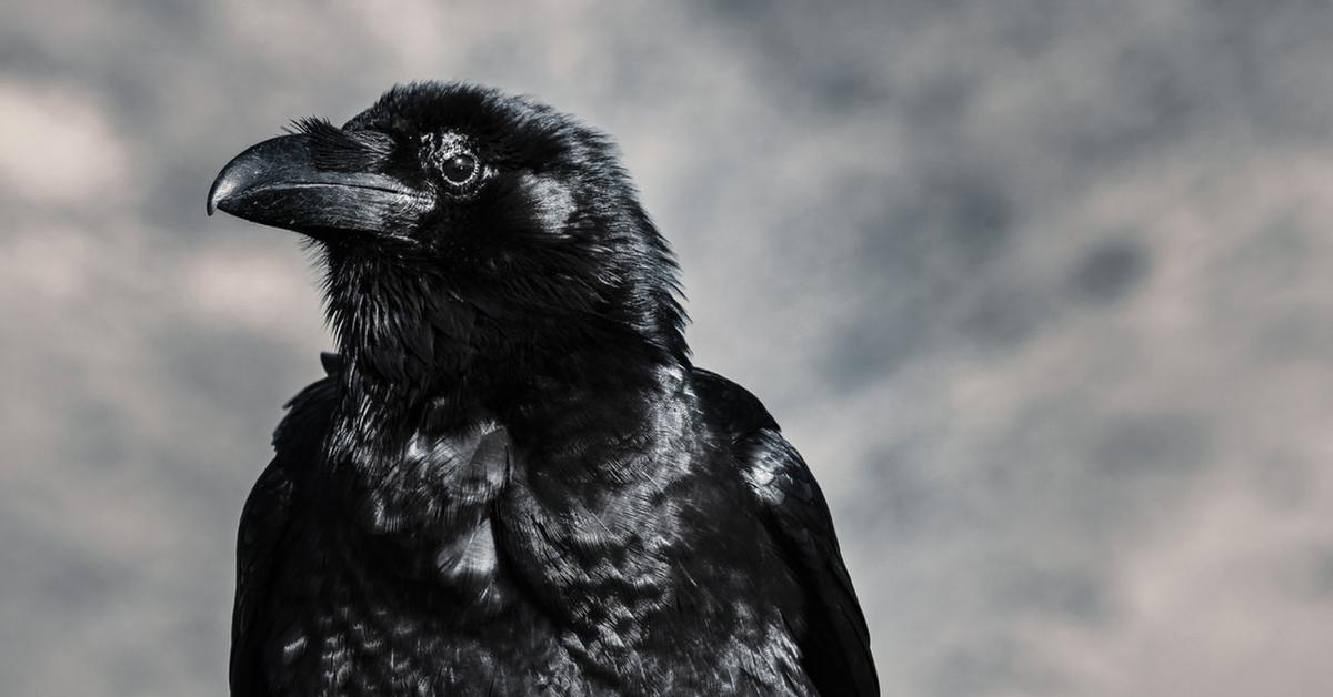 Crows Are Picking Up Trash In This French Theme Park